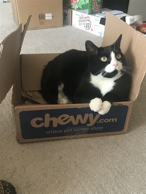 I Think He Could Be A Chewy Modelanyone Rsupermodelcats