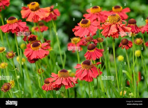 Helenium Moerheim Beauty Sneezeweed Moerheim Beauty Daisy Like Dark
