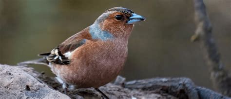 Linux Watch 命令使用详解 唐青枫 Segmentfault 思否 Linux Watch 命令使用详解 唐青枫 Segmentfault 思否