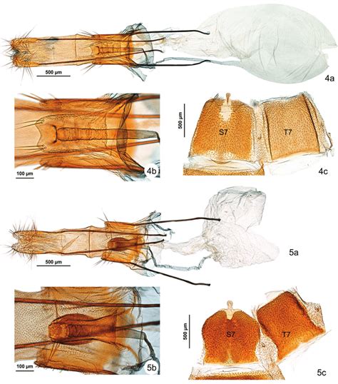 Arotrura Female Genitalia And 7th Abdominal Segment 4a A Landryorum