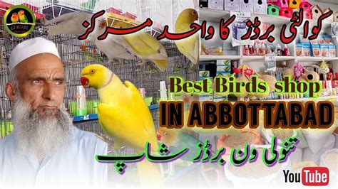 Visit A New Birds Shop In Abbottabad Quality Birds Shop Birds Assesory Youtube