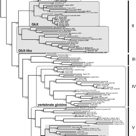 Model Of Vertebrate Globin Evolution The Hexagon Indicates