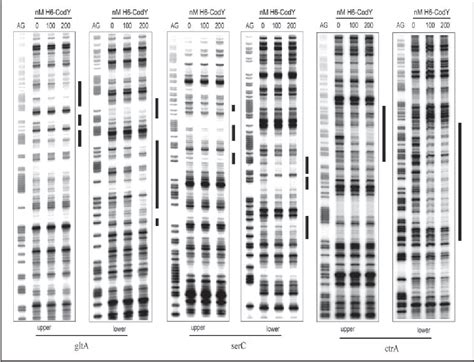 Figure 4 From The Lactococcus Lactis Cody Regulon Semantic Scholar
