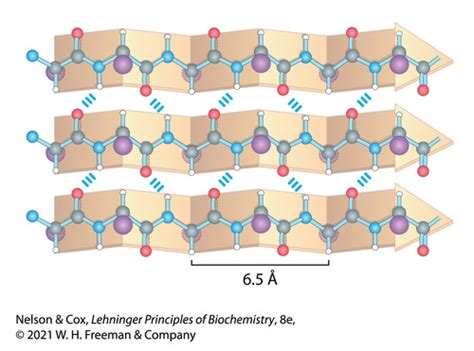 Biochem Ch 4 Protein Structure Flashcards Quizlet