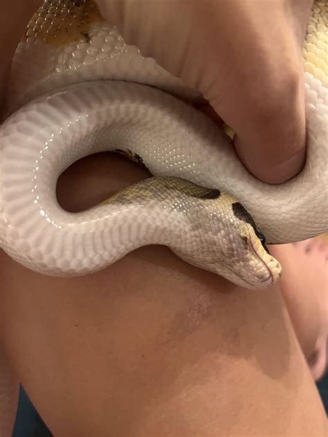 I Noticed Some Discoloration Near My Ball Pythons Mouth Is This Mouth