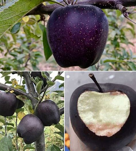 Black Diamond Apple Malus Domestica Black Diamond Rare Plant