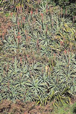 Aloe Arborescens • New Zealand Plant Conservation Network