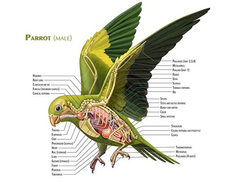 Digestive System Of Frog Artofit