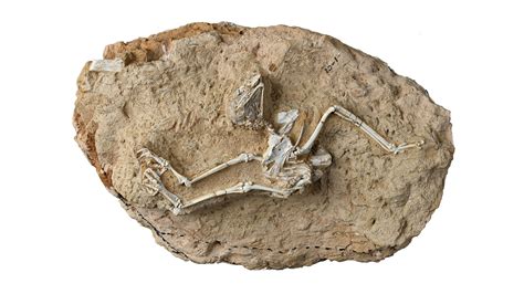 Fossil Holds Clues To How Some Owls Evolved Into Daytime Hunters The