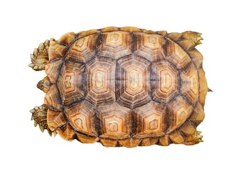 Premium Photo Armature Turtle Isolated Tortoise Shell Pattern Beautiful Isolated On White