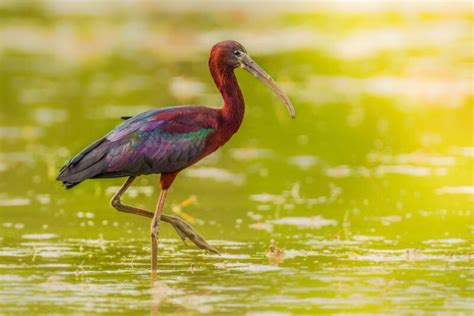 أبو منجل اللماع أنوق لماع Plegadis Falcinellus طبيعة السعودية