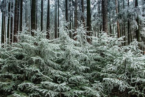 Different Types Of Spruce Trees With Pictures House Grail