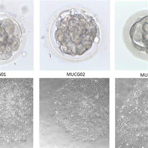 Isolated Embryos And Corresponding Derived Human Embryonic Stem Cells