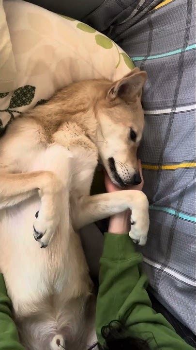 격하게 귀찮다🤣누나야 Youtube