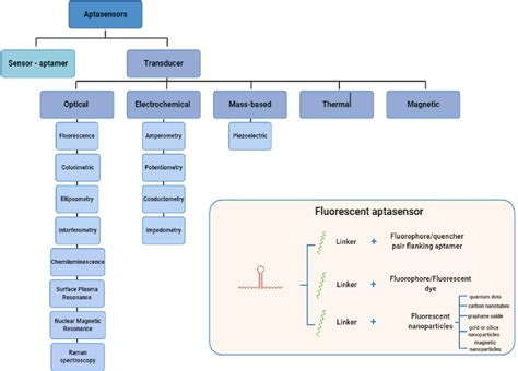 Figure 12 From Fluorescent Aptamers For Detection And Treatment Of