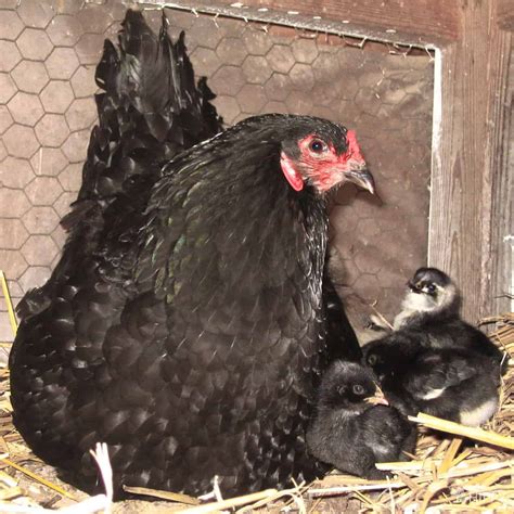 Black Australorp Chicken Breed What You Need To Know