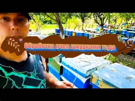 Результат обработки пчел от клеща.шнурки тэда или бипин.что лучше ...