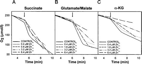 Selective Inhibition Of Mitochondrial Respiration By Zn 2 Oxygen