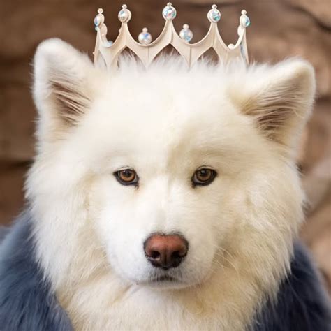 Happy Birthday Perogi ️