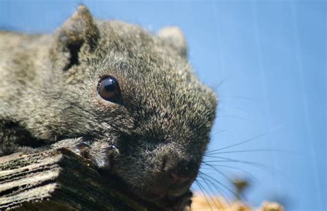 A Squirrel Zoochat