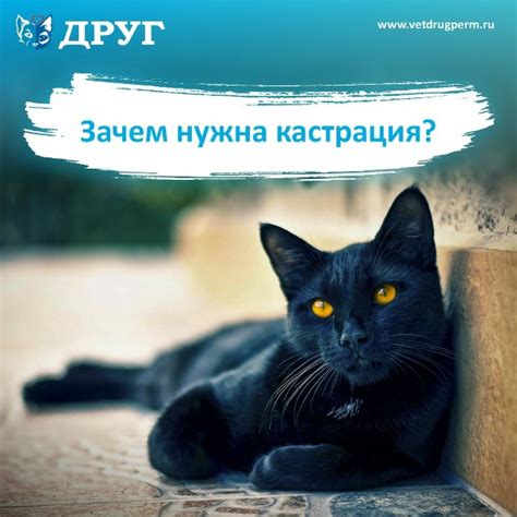 Почему нужно кастрировать питомцев 1 Питомец перестает метить в помещении Исчезает резкий