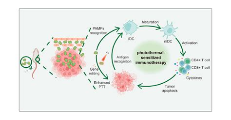 Deep Tumor Penetration Of CRISPR Cas System For Photothermal Sensitized Immunotherapy Via