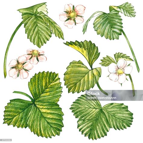 꽃과 딸기의 잎입니다 흰색 배경에 고립 손으로 그린 수채화 그림 그림입니다 0명에 대한 스톡 벡터 아트 및 기타 이미지 0명 가을 계절 Istock