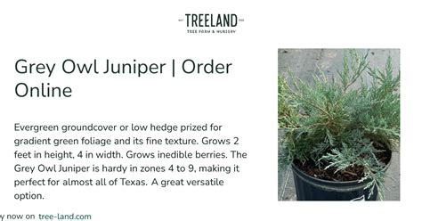 Grey Owl Juniper Order Online Treeland Nursery