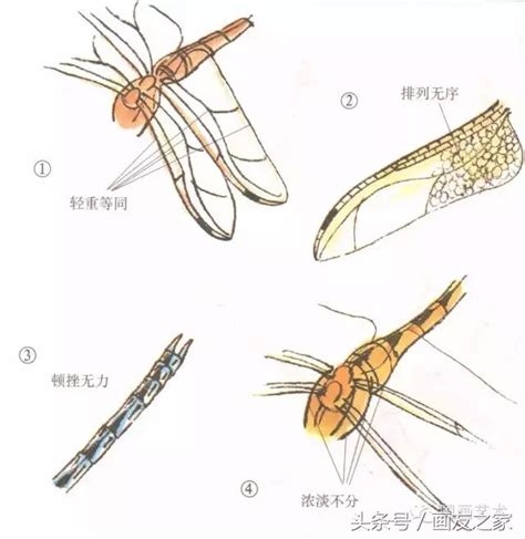 蜻蜓的工筆及寫意畫法，太全面了！ 每日頭條
