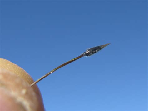 Corkscrew Grass Grasslands
