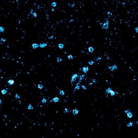 Protein Complex Assembly Oni
