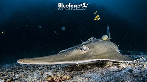 The Giant Guitarfish An Underwater Marvel Of Maldives Blog Blue