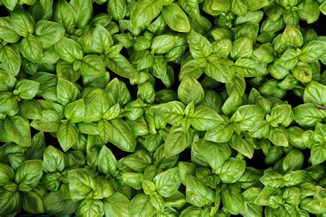 Five Classic And Tasty Basil Uses