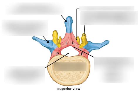 Diagram Of Vertebral Segment Quizlet