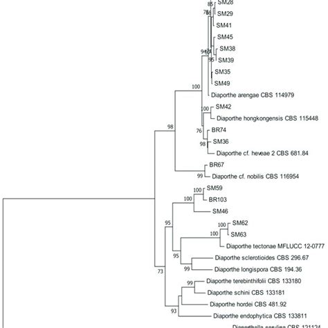 Maximum Likelihood Tree Inferred From Combined Sequences Of Its Download Scientific Diagram