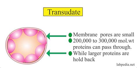 Fluid Analysis Part 1 Normal Findings Pleural Pericardial And