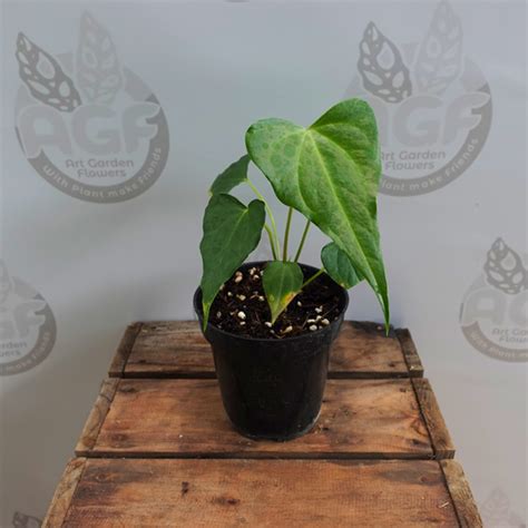 Anthurium Macrolobium Art Garden Flowers