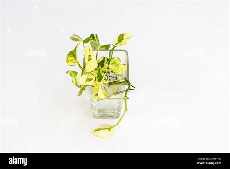 Top View Of Epipremnum Aureum Njoy Pothos Water Propagation In A