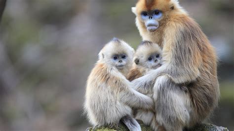 Mga Katangian Ng Unggoy Tirahan At Pagpapakain