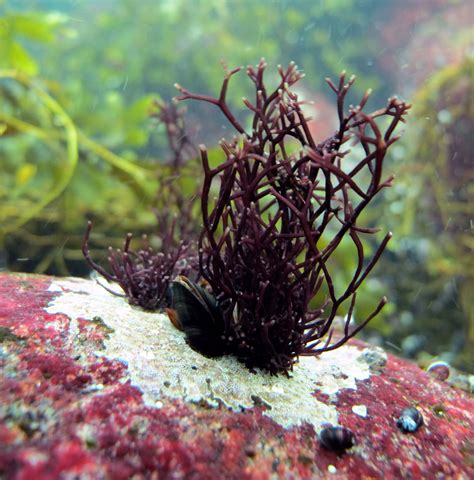 Red Algae The Baltic Sea Red Algae The Baltic Sea