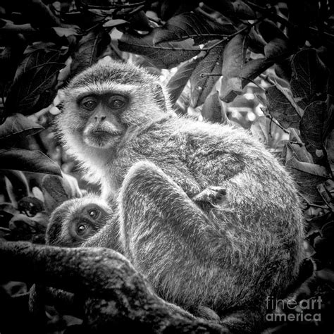Mini Me Monkey Photograph By Karen Lewis Fine Art America