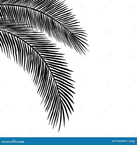 Green Palm Leaves Silhouettes Isolated On White Background Cartoon
