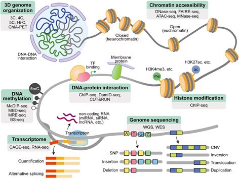 High Throughput Sequencing Hts Principle Steps Applications