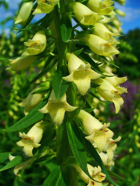 Digitalis Grandiflora Riverside Garden Centre