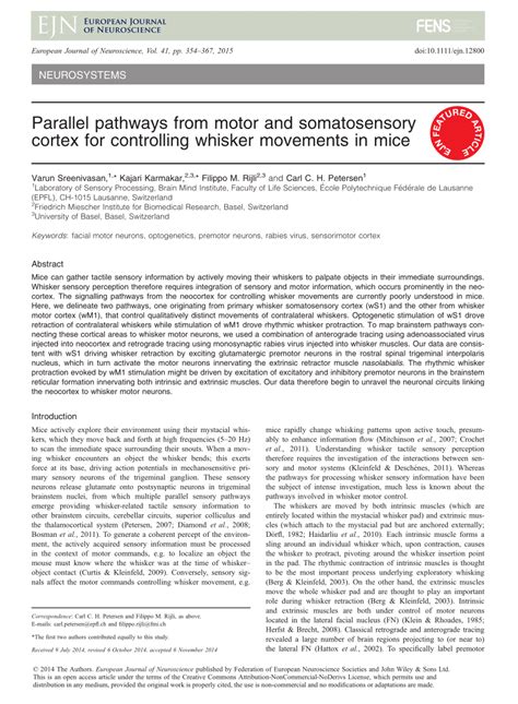 Pdf Parallel Pathways From Motor And Somatosensory Cortex For Controlling Whisker Movements In