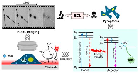 Recent Advances In Electrochemiluminescence Based Single Cell Analysis