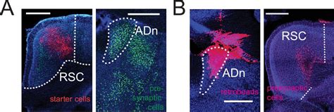 Figures And Data In Coordinated Head Direction Representations In Mouse Anterodorsal Thalamic