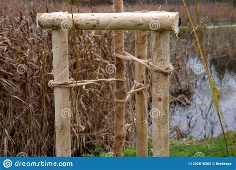 Tying The Trunk Of A Newly Planted Tree To Three Stakes Connected Stock Image Image Of Ecology
