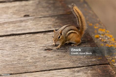 The Eastern Chipmunk A Series Of Photos From Different Locations And
