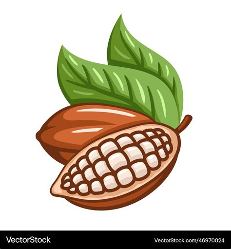 Cocoa Beans Isolated On White Background Vector Image